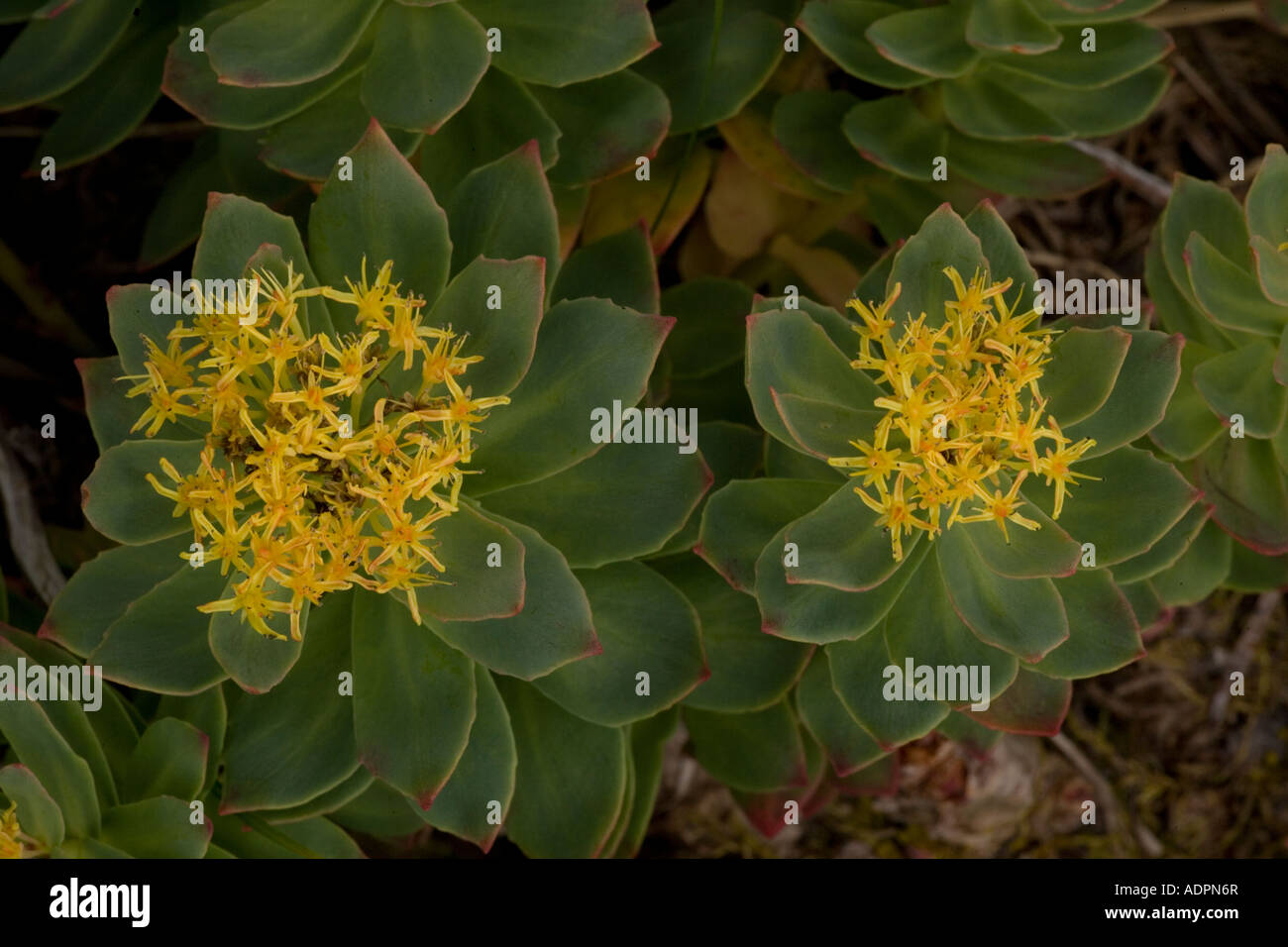 Orpin rose -Fotos und -Bildmaterial in hoher Auflösung – Alamy