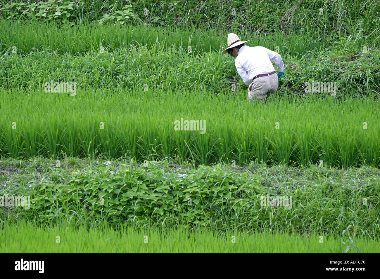 Japanese rice farm -Fotos und -Bildmaterial in hoher Auflösung – Alamy