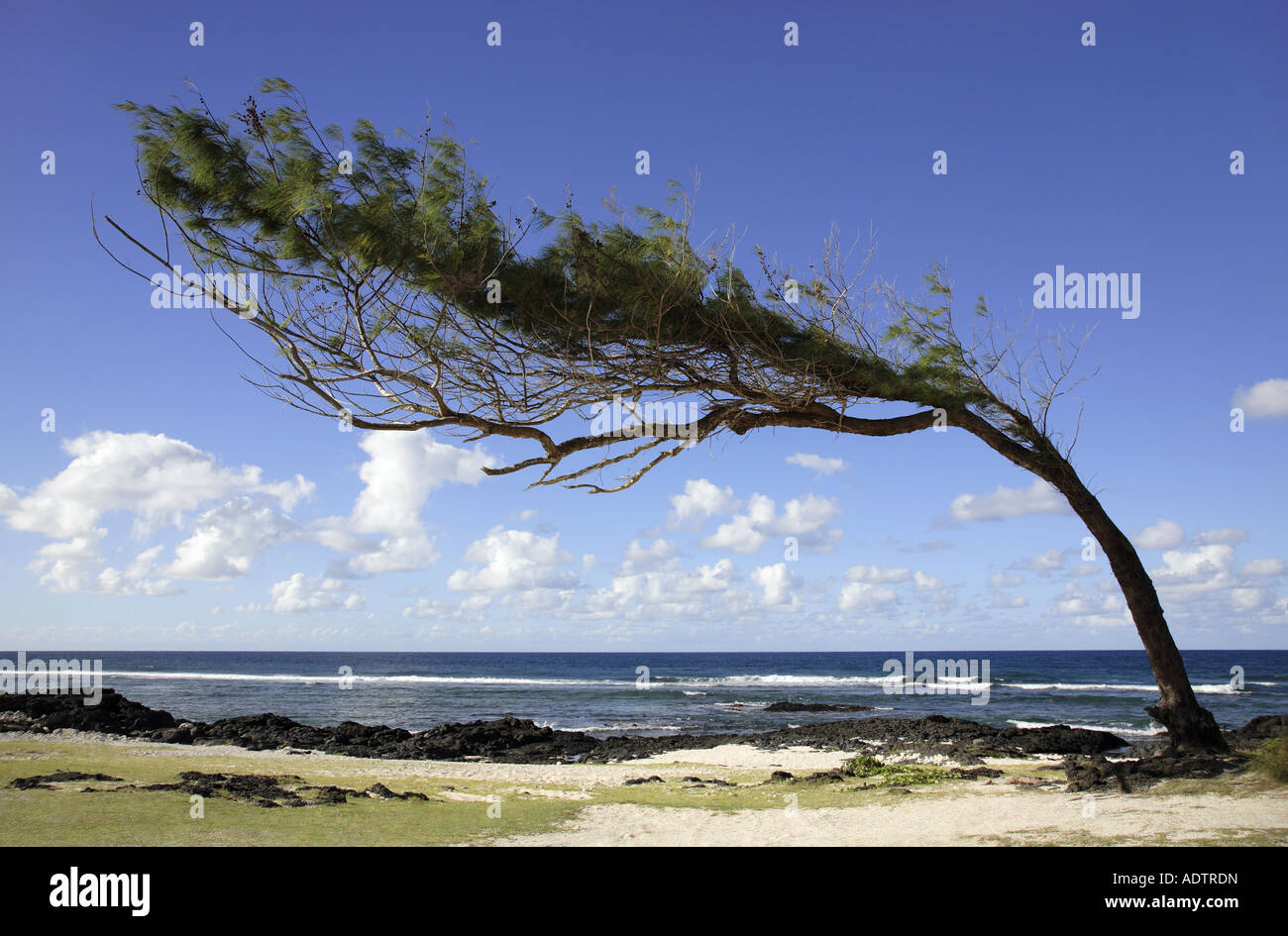 Wind biegung baum -Fotos und -Bildmaterial in hoher Auflösung – Alamy
