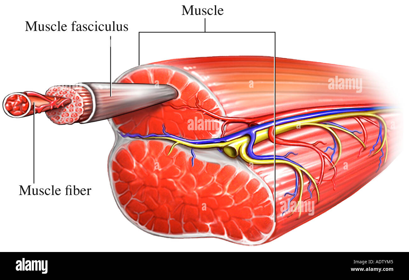 Muscle Fibres Stockfotos und -bilder Kaufen - Alamy