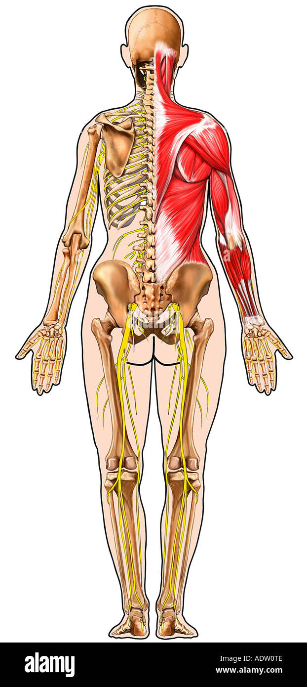 Muskel skelett systeme -Fotos und -Bildmaterial in hoher Auflösung – Alamy