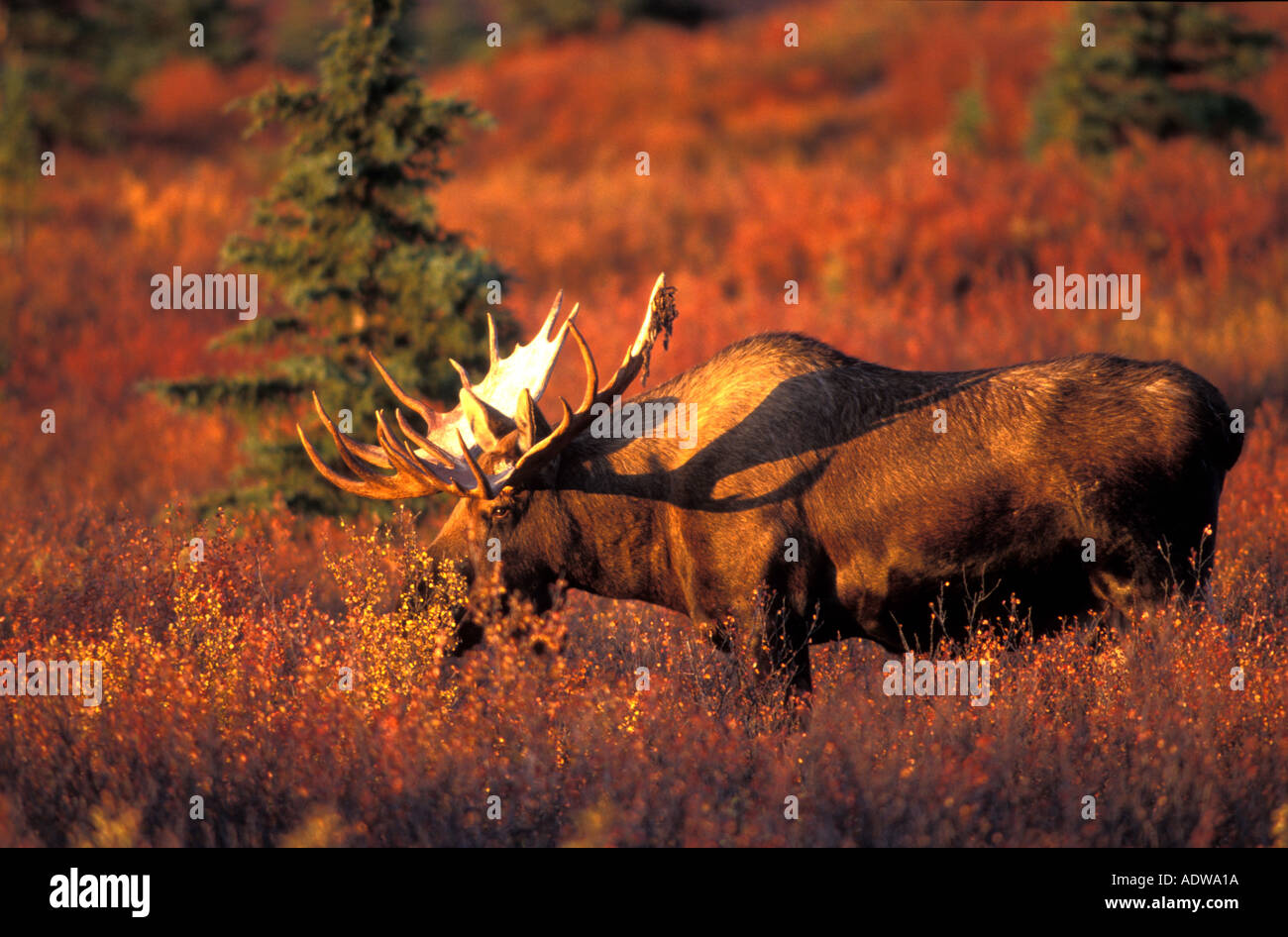 Alces alces americana -Fotos und -Bildmaterial in hoher Auflösung – Alamy
