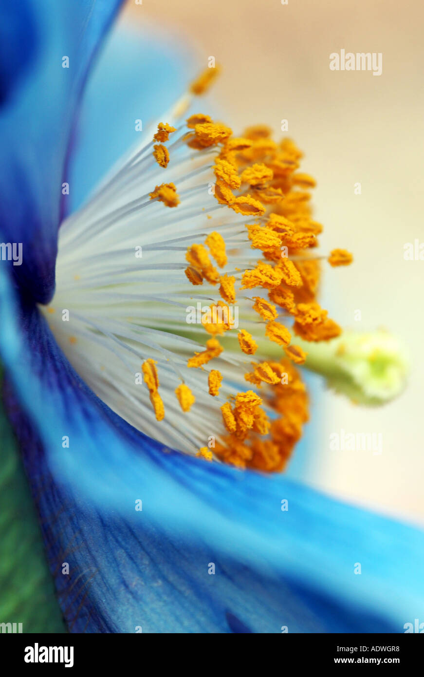 Blauer mohn lingholm -Fotos und -Bildmaterial in hoher Auflösung – Alamy