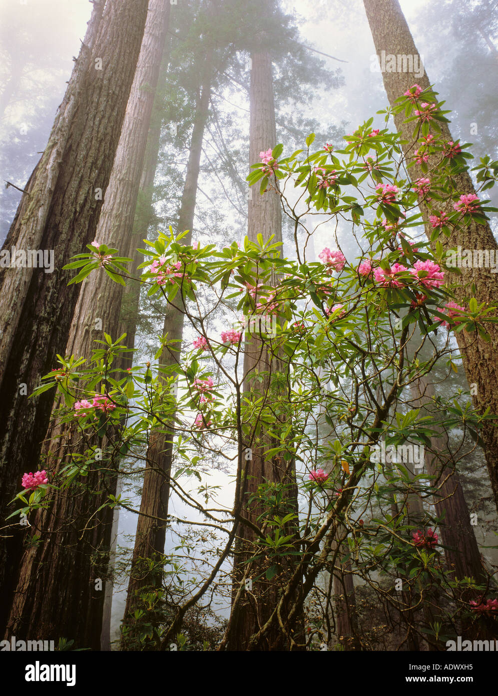 Coast Redwood-Bäume, Sequoia Sempervirens Tannen, Pacific Rhododendron ...
