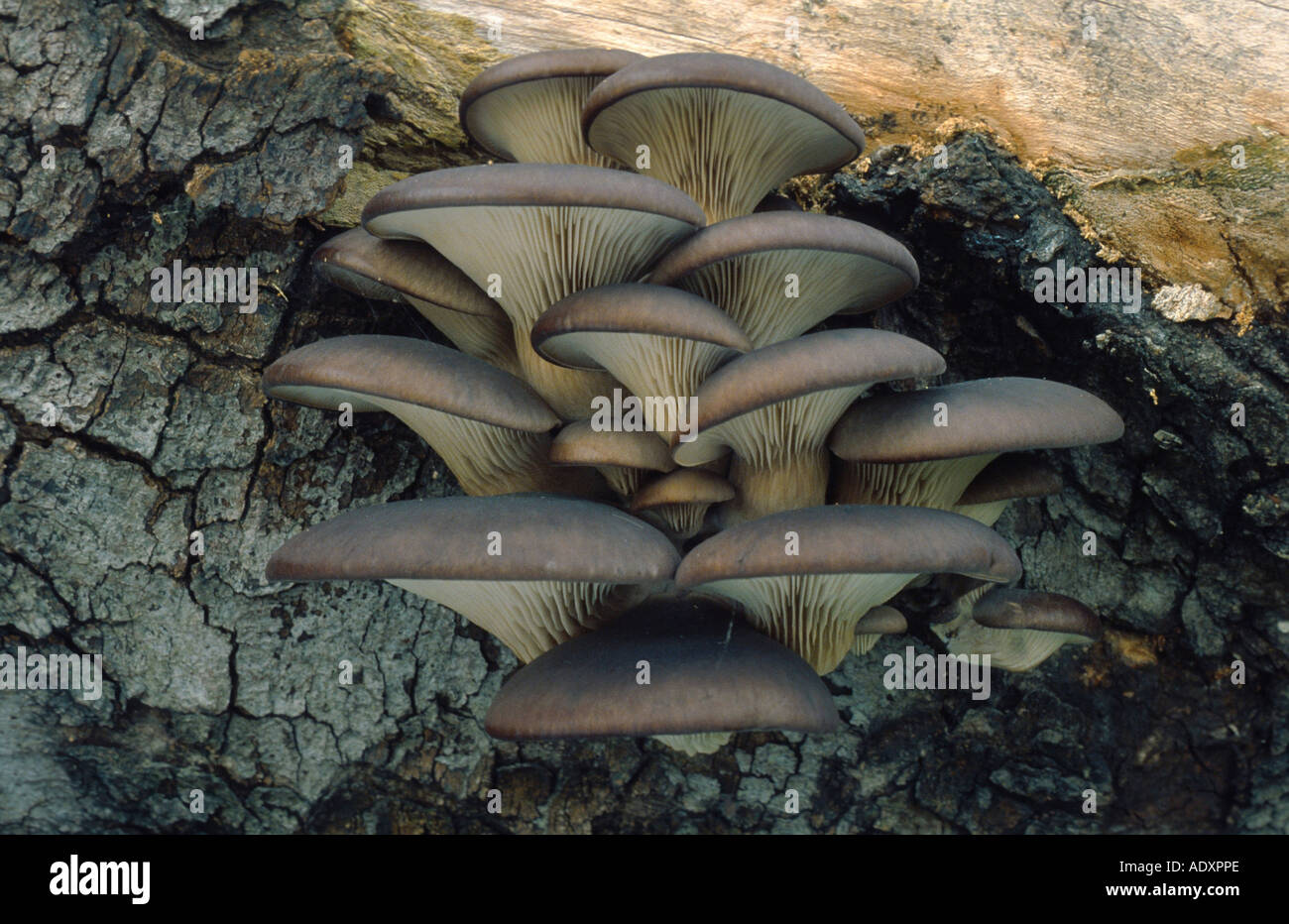 Austernpilz (Pleurotus Ostreatus), Deutschland, Niederrhein, Krefeld ...