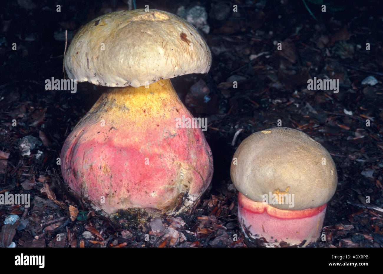 Boletus satanas -Fotos und -Bildmaterial in hoher Auflösung – Alamy
