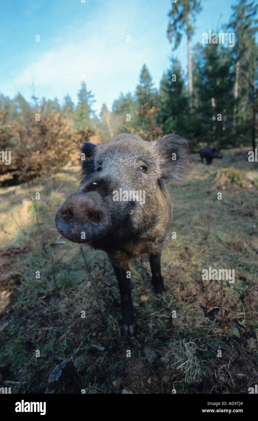 Wildschwein witz -Fotos und -Bildmaterial in hoher Auflösung – Alamy