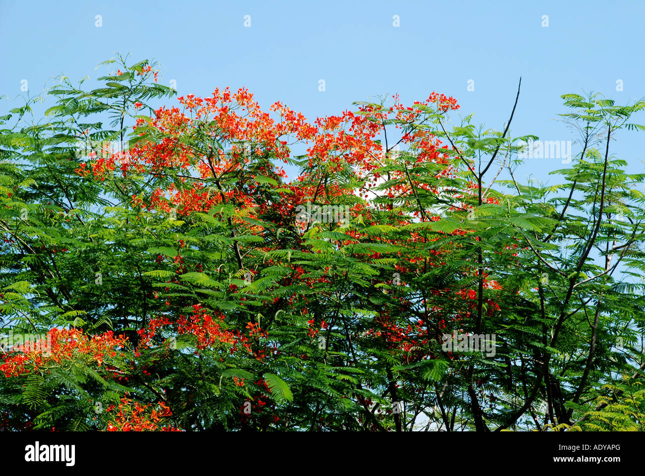 Vakamaram -Fotos und -Bildmaterial in hoher Auflösung – Alamy