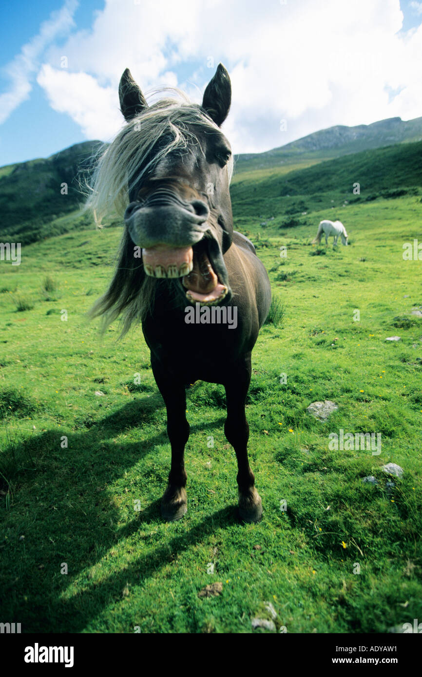 Horse Pony Teeth Laughing Stockfotos & Horse Pony Teeth Laughing Bilder ...