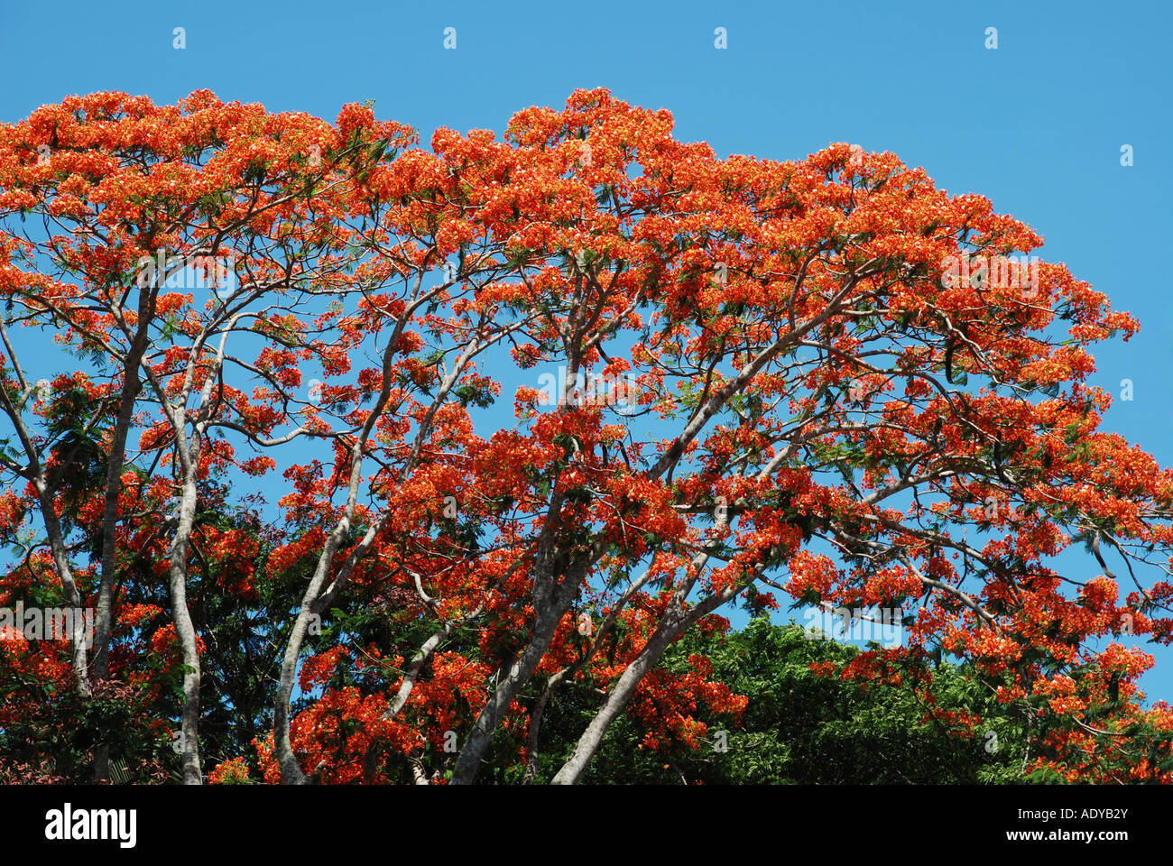 Full poomaram -Fotos und -Bildmaterial in hoher Auflösung – Alamy