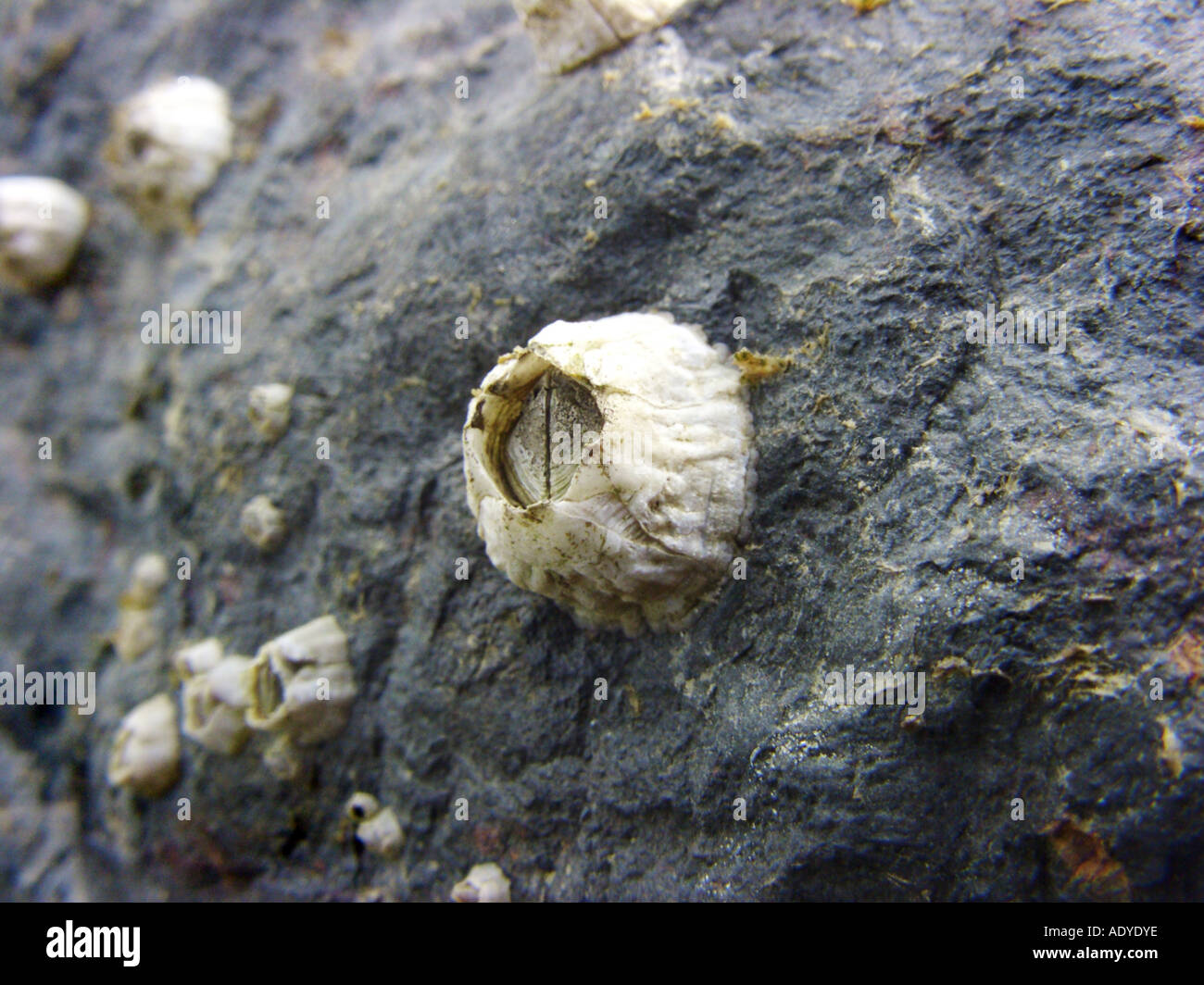 Balanus spec -Fotos und -Bildmaterial in hoher Auflösung – Alamy