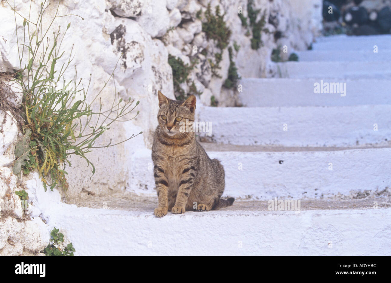 Hauskatze getigert -Fotos und -Bildmaterial in hoher Auflösung – Alamy