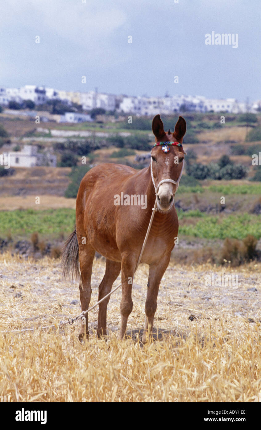 Esel x pferd -Fotos und -Bildmaterial in hoher Auflösung – Alamy