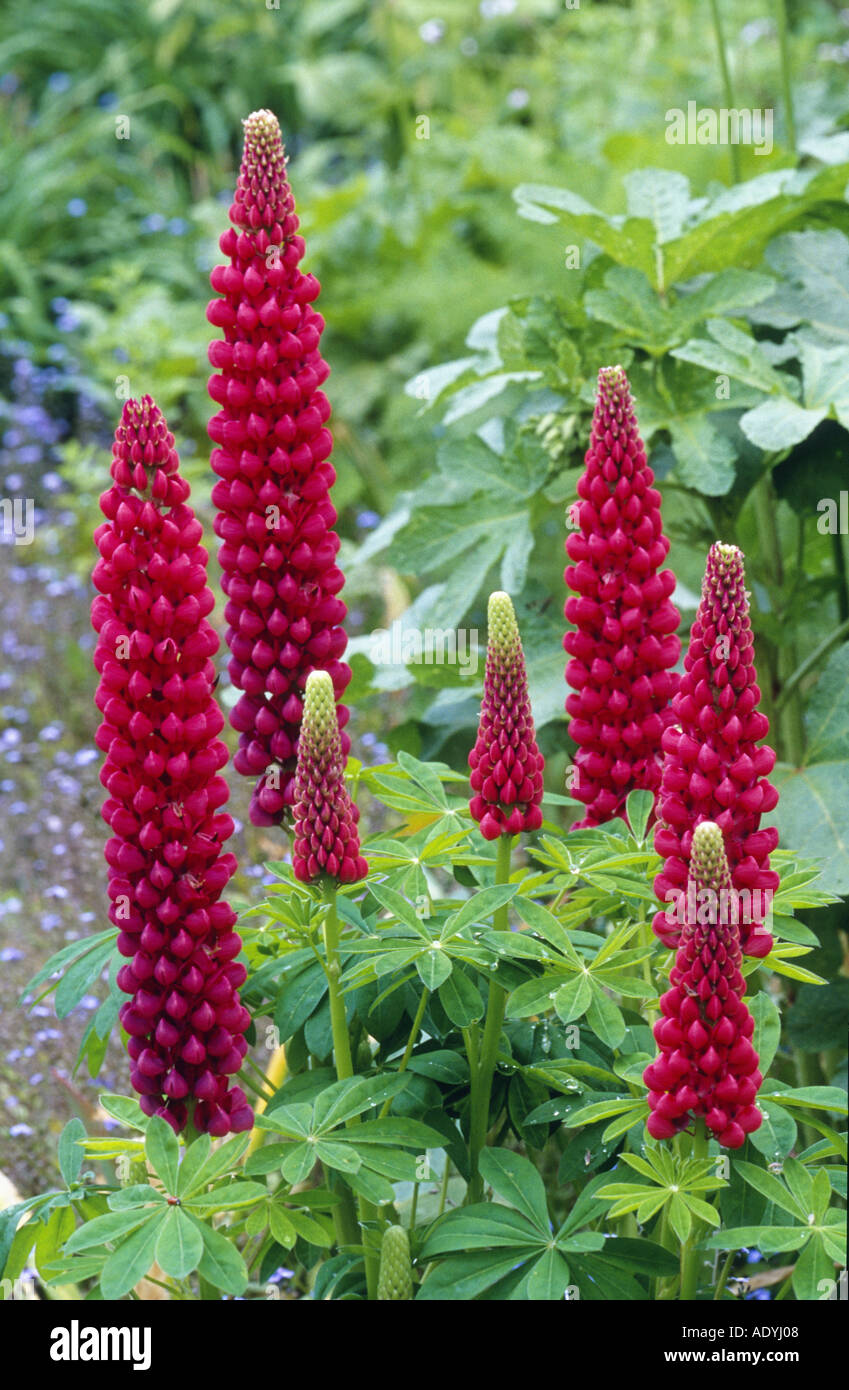 Lupinus cultivar -Fotos und -Bildmaterial in hoher Auflösung – Alamy