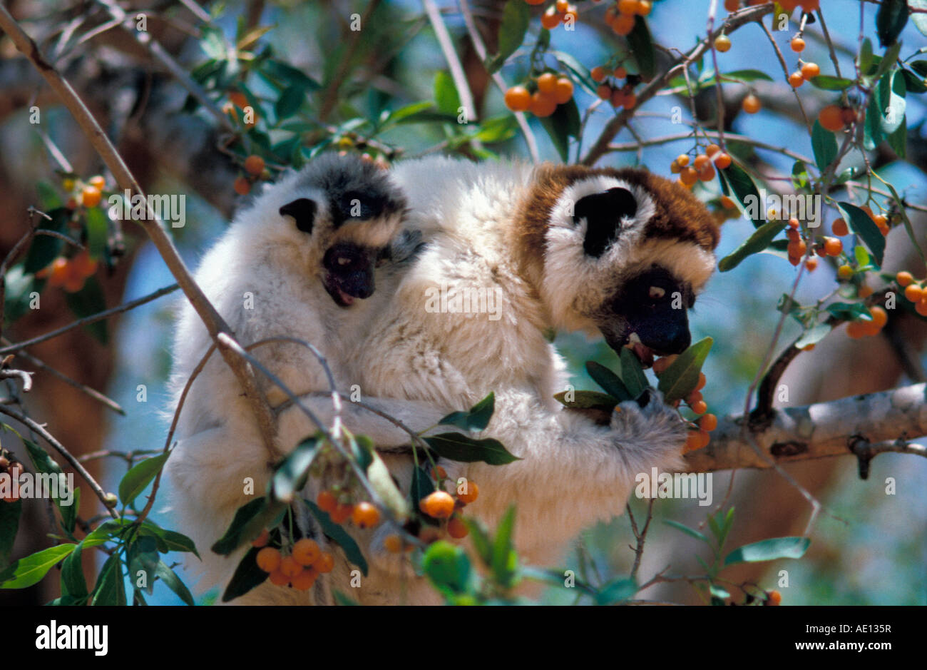 Propitheque de verreaux -Fotos und -Bildmaterial in hoher Auflösung – Alamy