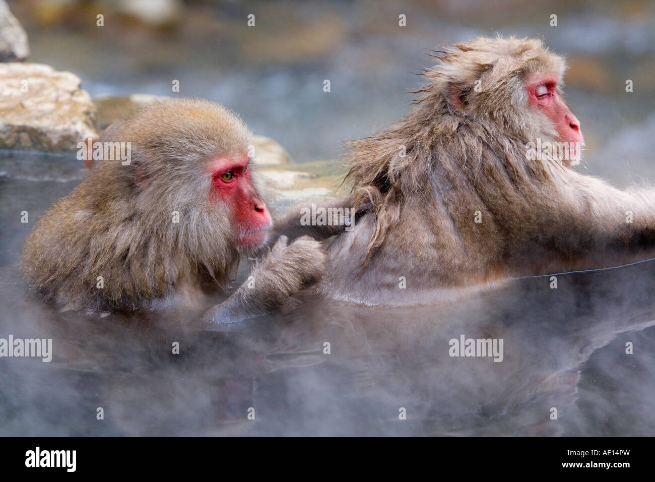 Monkeys hot springs -Fotos und -Bildmaterial in hoher Auflösung – Alamy