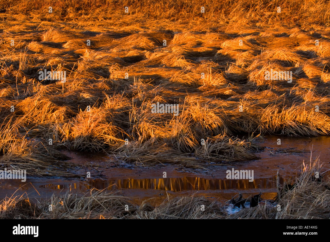 Steinmännchen Sumpf Gräser entlang der Ufer des Biber Teich in der Nähe ...