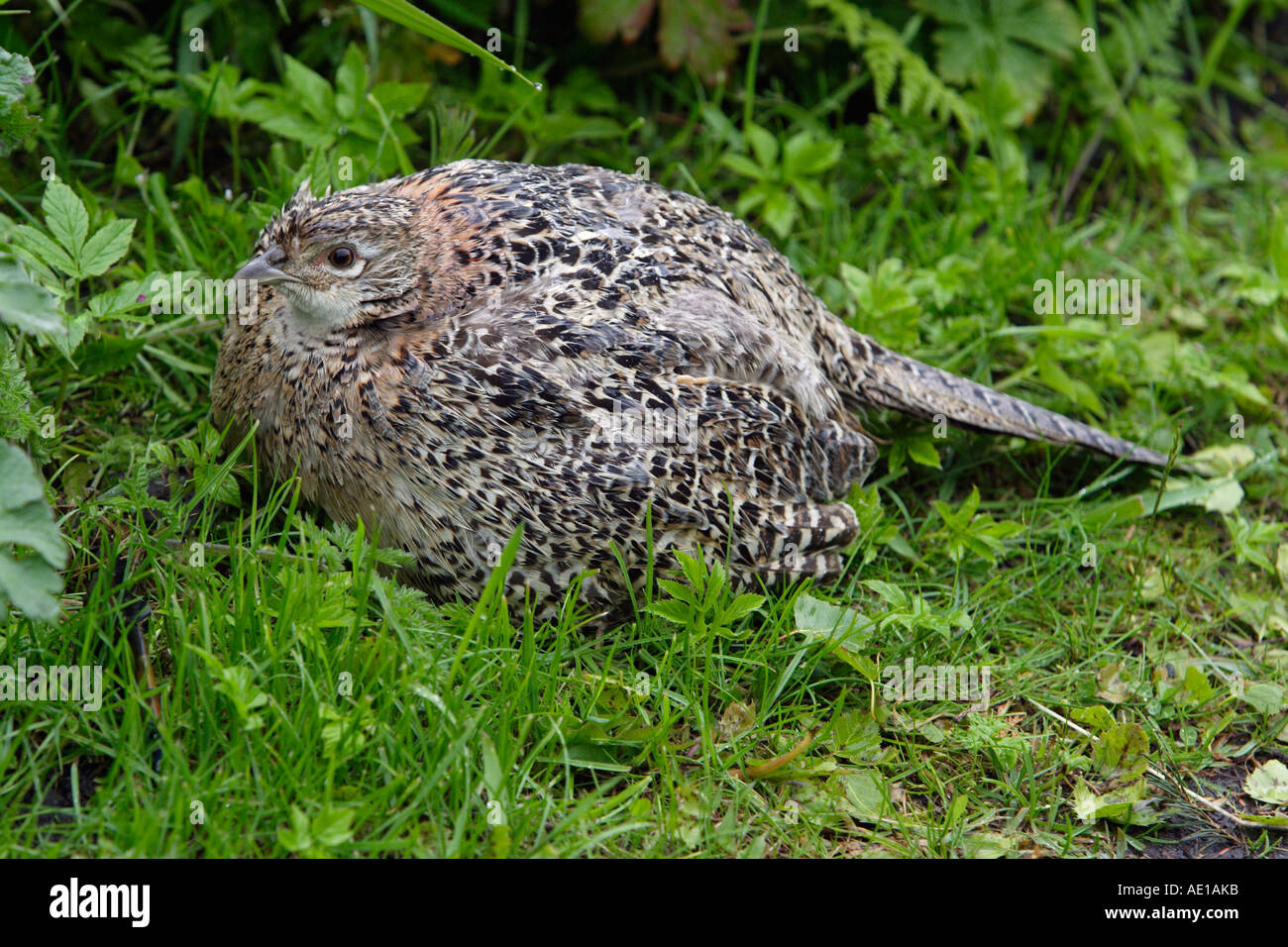 Junge fasan henne -Fotos und -Bildmaterial in hoher Auflösung - Seite 2 ...