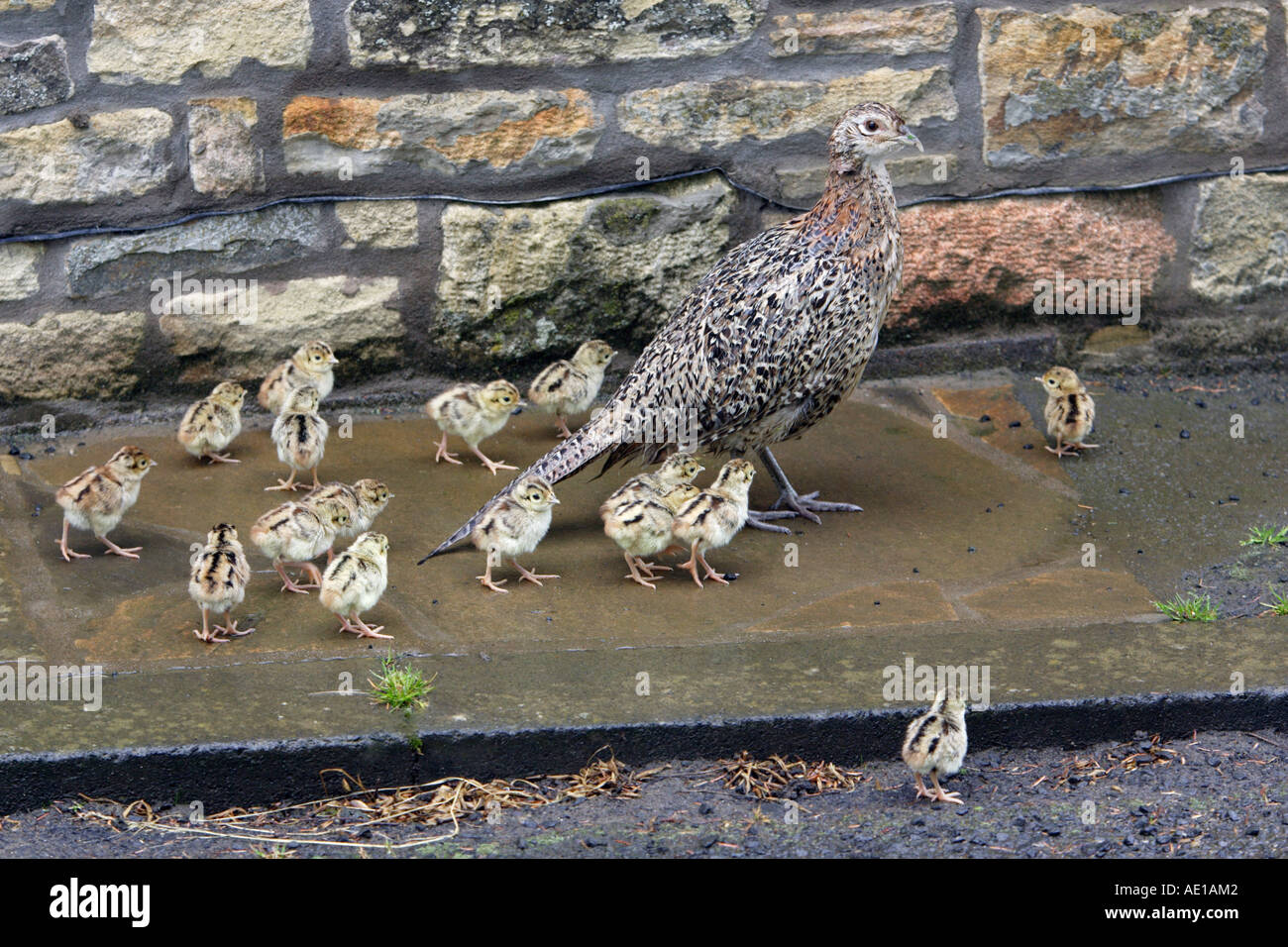 Junge fasan henne -Fotos und -Bildmaterial in hoher Auflösung – Alamy