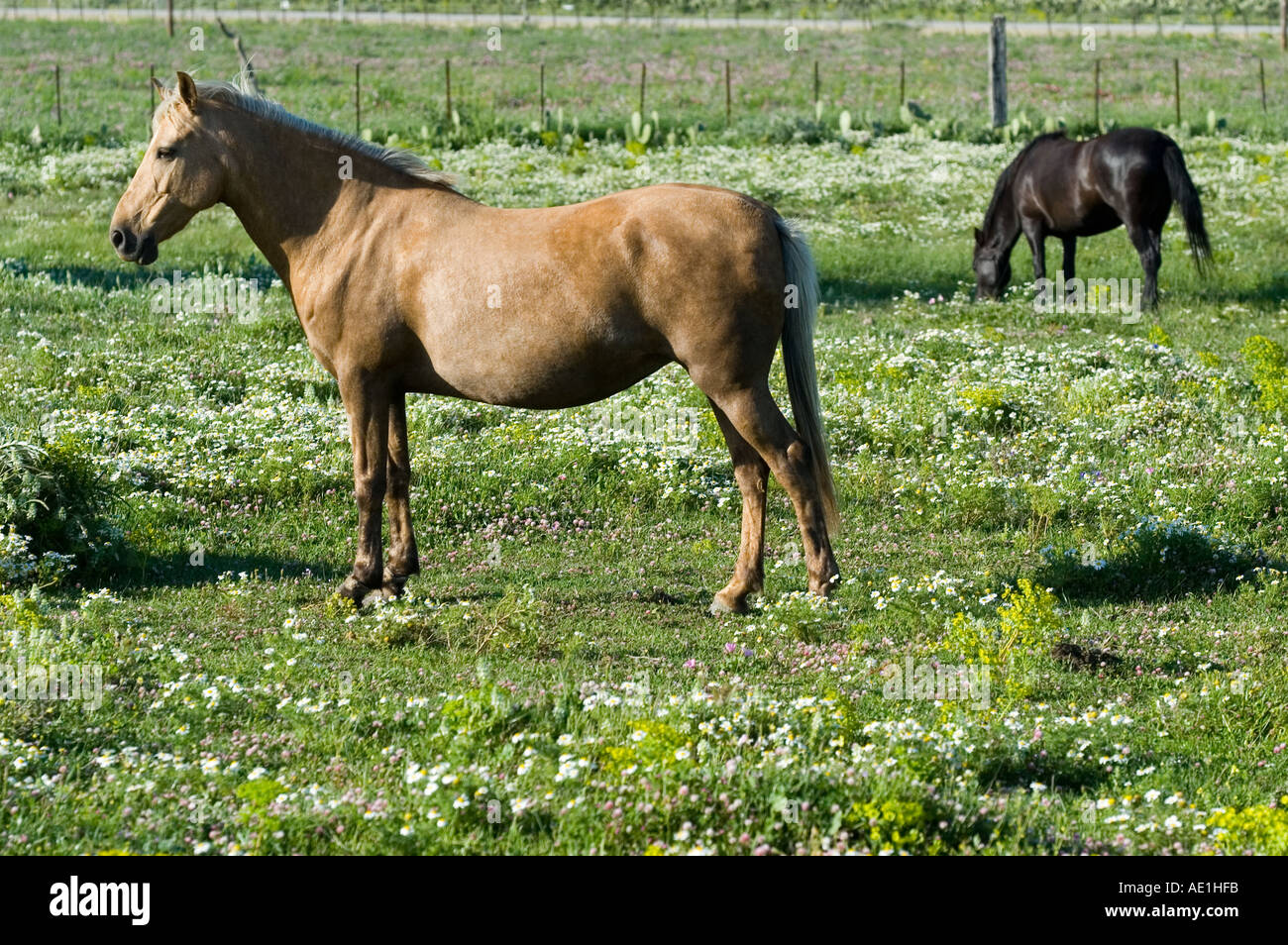Pferde stehen im wind -Fotos und -Bildmaterial in hoher Auflösung – Alamy