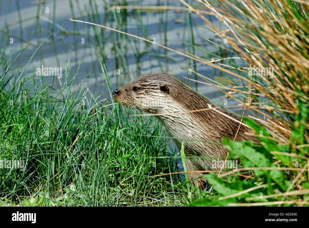 European river otter -Fotos und -Bildmaterial in hoher Auflösung – Alamy