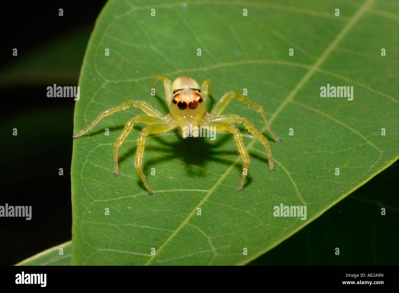 Springenden Spinne Plexippus sp Salticidae Frauen mit großen Augen, die ...