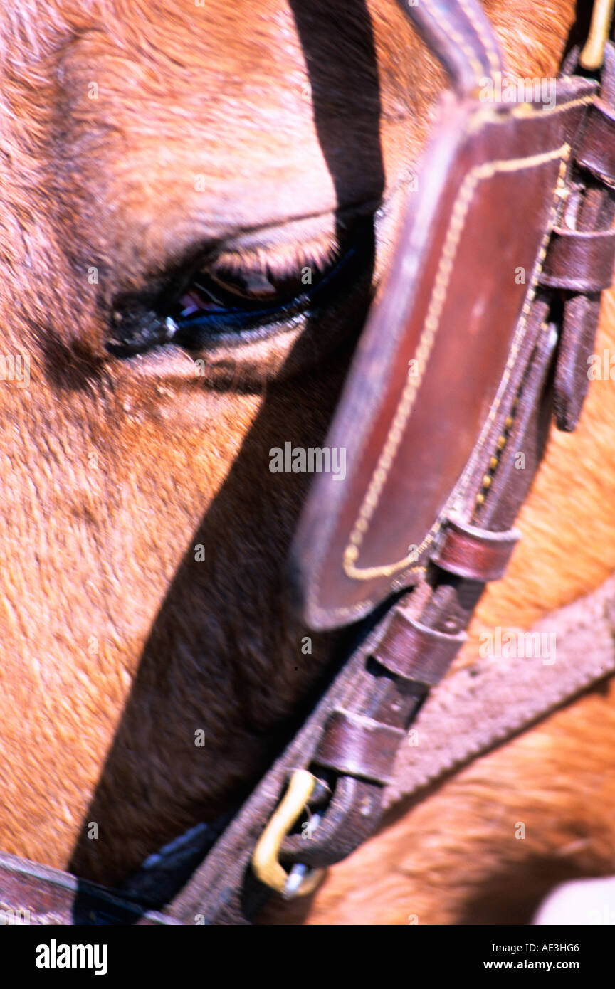 Scheuklappen gepasst -Fotos und -Bildmaterial in hoher Auflösung – Alamy
