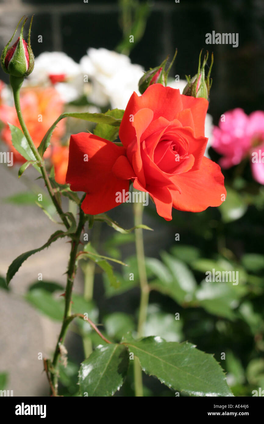 Chanel rosen -Fotos und -Bildmaterial in hoher Auflösung – Alamy