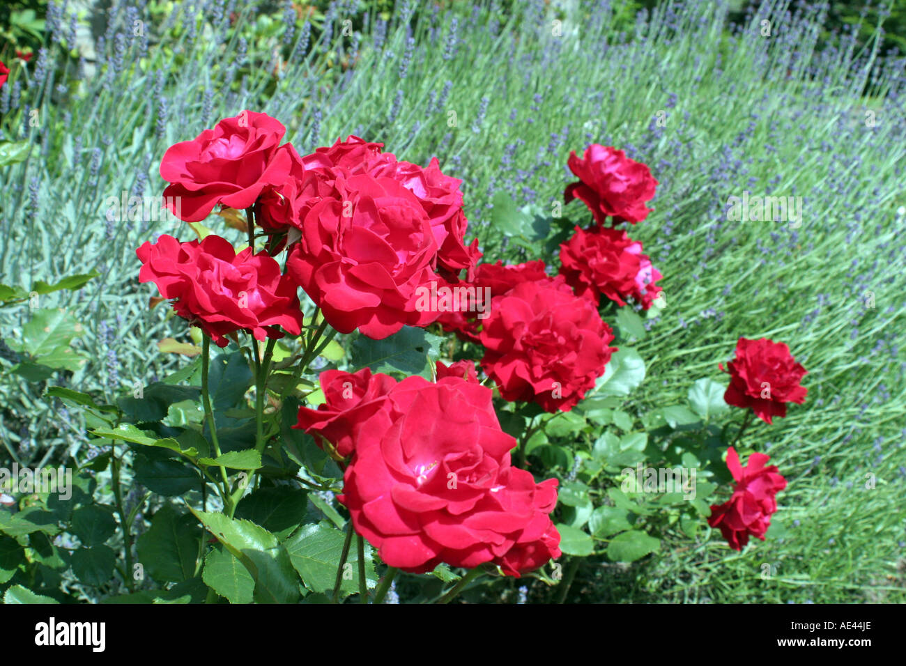 Chanel rosen -Fotos und -Bildmaterial in hoher Auflösung – Alamy