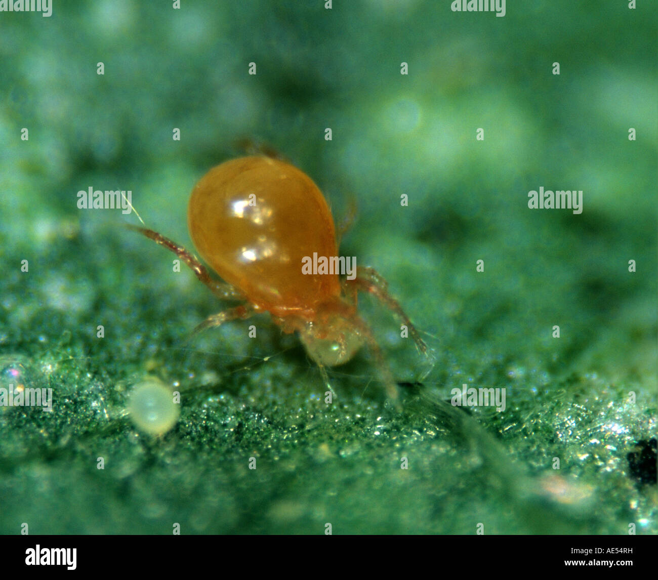 Raubmilbe Phytoseiulus Persimilis Fütterung auf zwei vor Ort Spinnmilbe ...