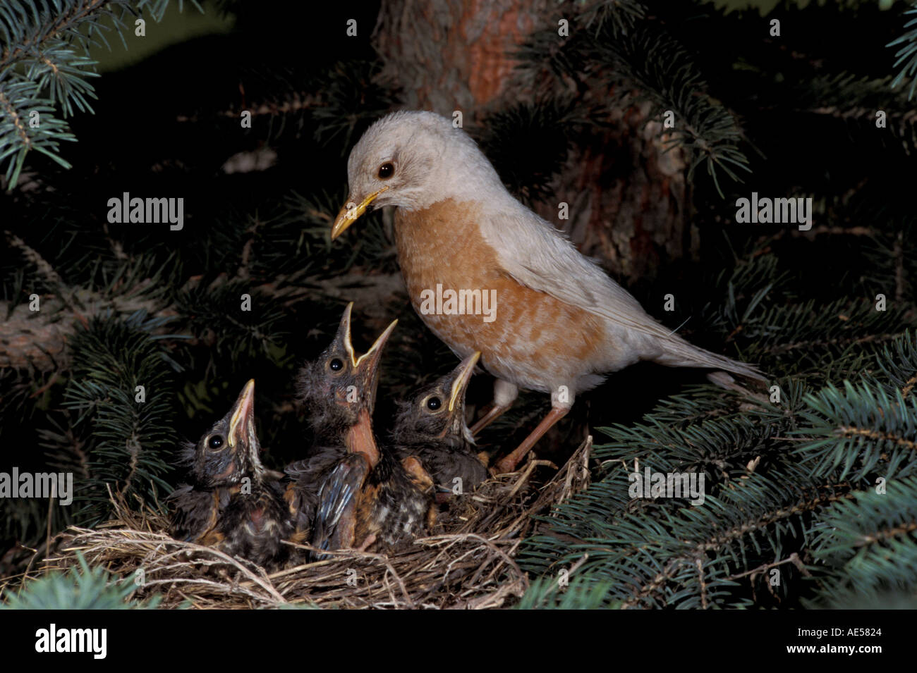 Albino robin -Fotos und -Bildmaterial in hoher Auflösung – Alamy