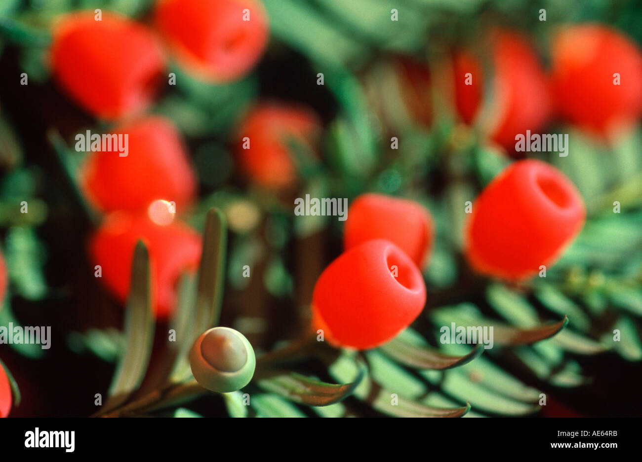 Taxus baccata beere -Fotos und -Bildmaterial in hoher Auflösung – Alamy