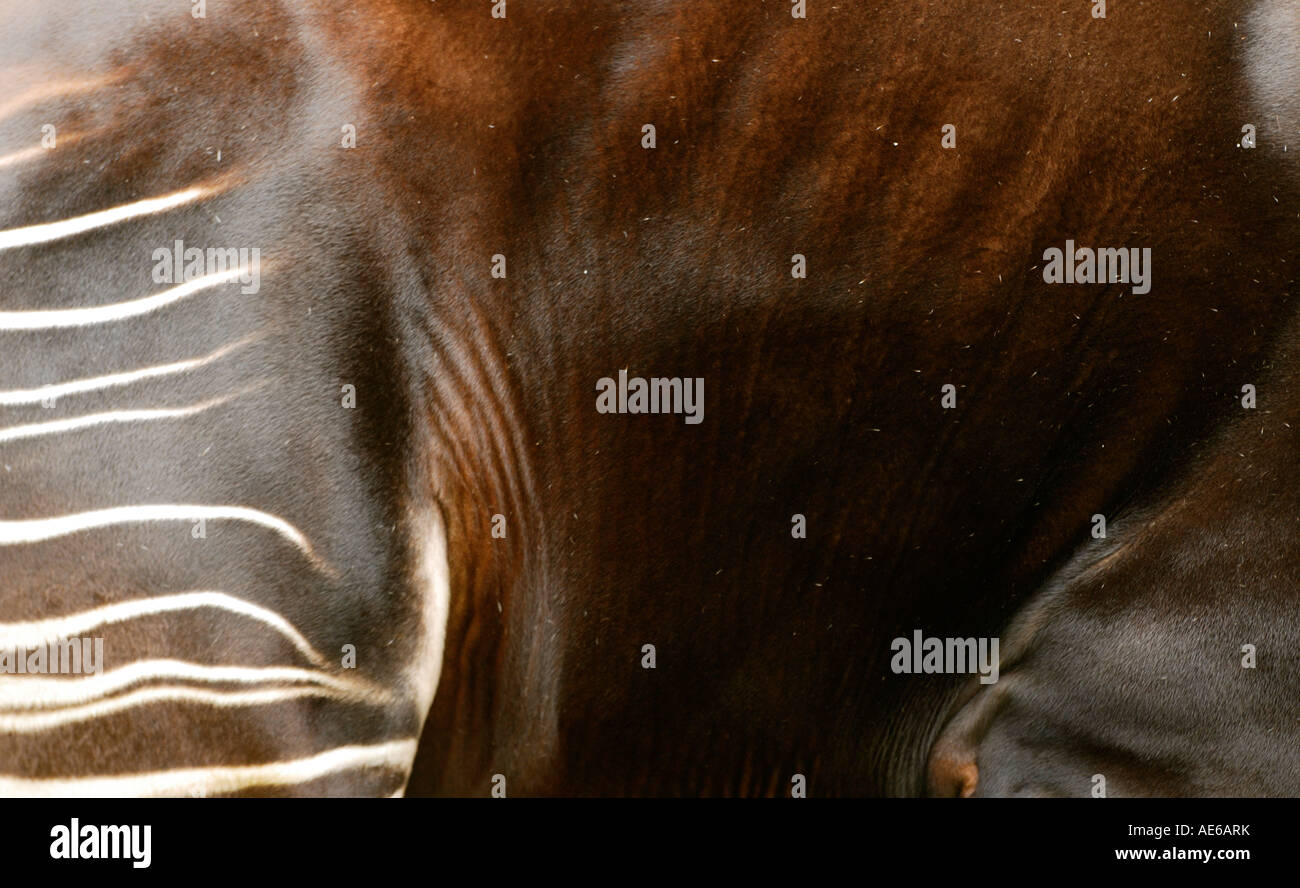 Okapi hautnah -Fotos und -Bildmaterial in hoher Auflösung – Alamy