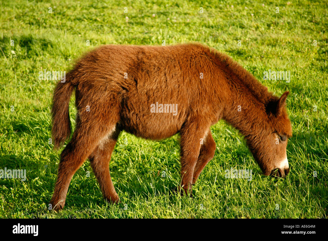Donkey baby -Fotos und -Bildmaterial in hoher Auflösung – Alamy