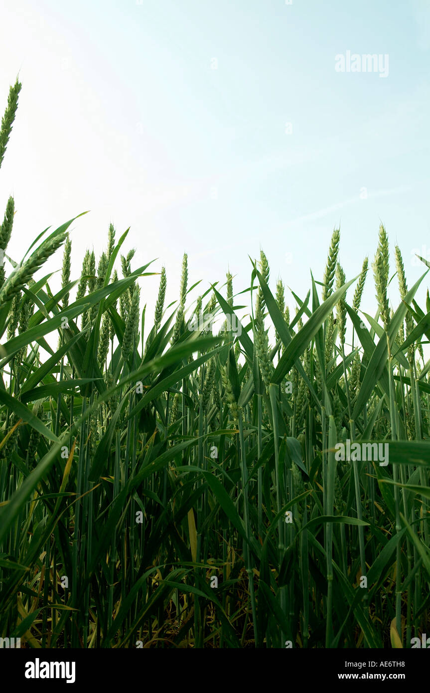 Vertikales getreide -Fotos und -Bildmaterial in hoher Auflösung – Alamy