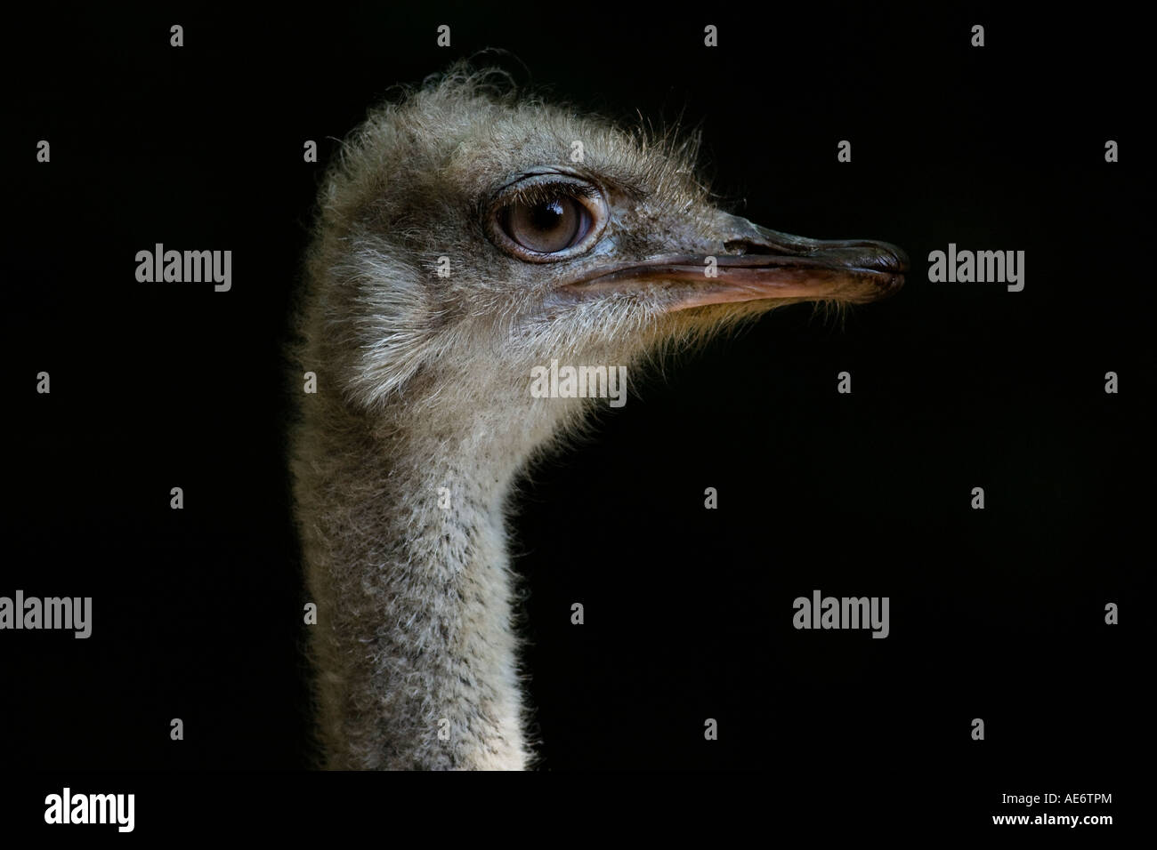 Vogel strauss -Fotos und -Bildmaterial in hoher Auflösung – Alamy