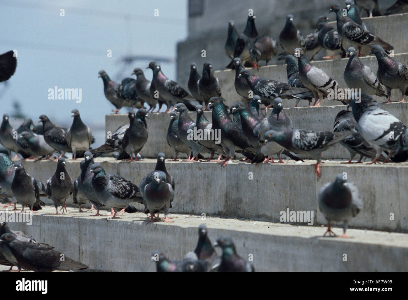 Taube und menschen -Fotos und -Bildmaterial in hoher Auflösung – Alamy