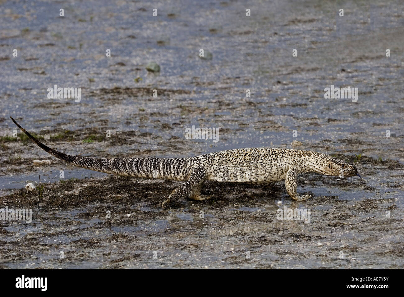 Kap-Monitor, Felsenwaran, Bosc Monitor, afrikanische Savanne Monitor ...