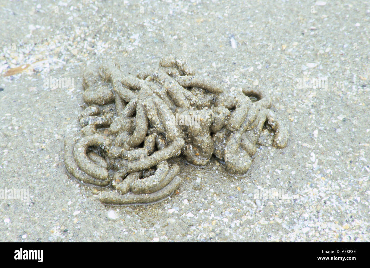 Sand worm -Fotos und -Bildmaterial in hoher Auflösung – Alamy