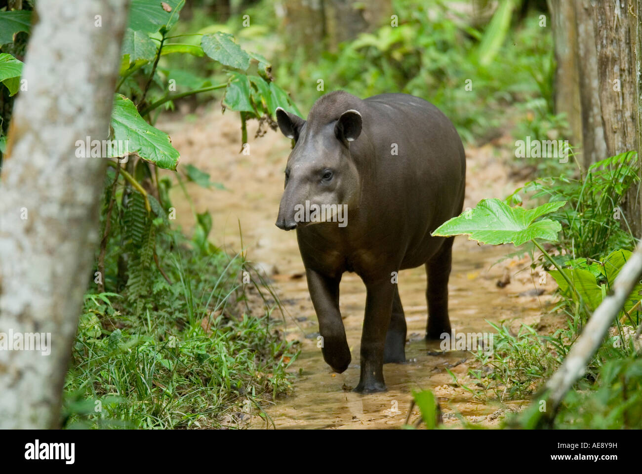 Amazonischer Tapir Stockfotos & Amazonischer Tapir Bilder - Alamy