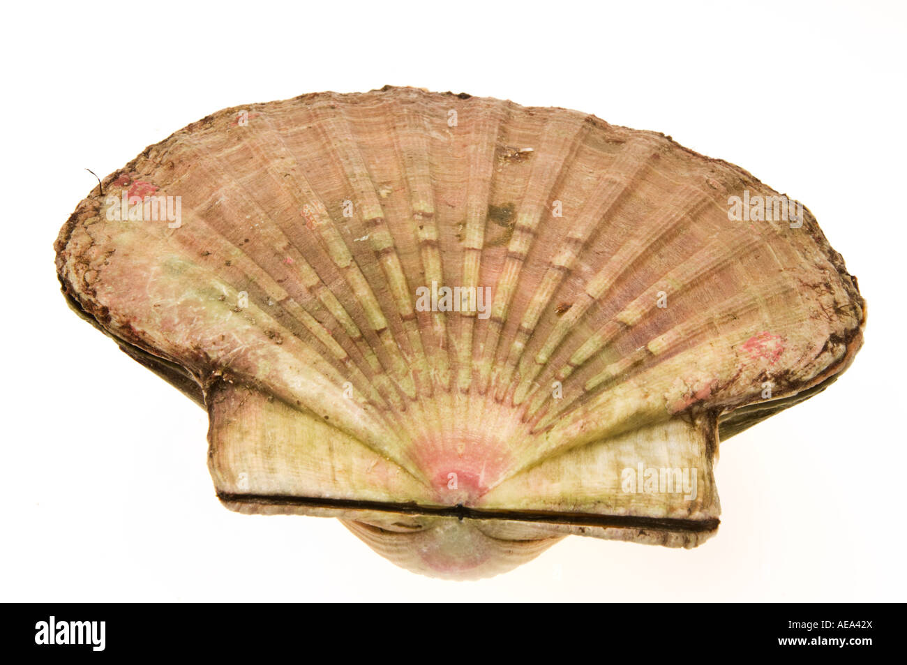 Jakob muschel -Fotos und -Bildmaterial in hoher Auflösung – Alamy