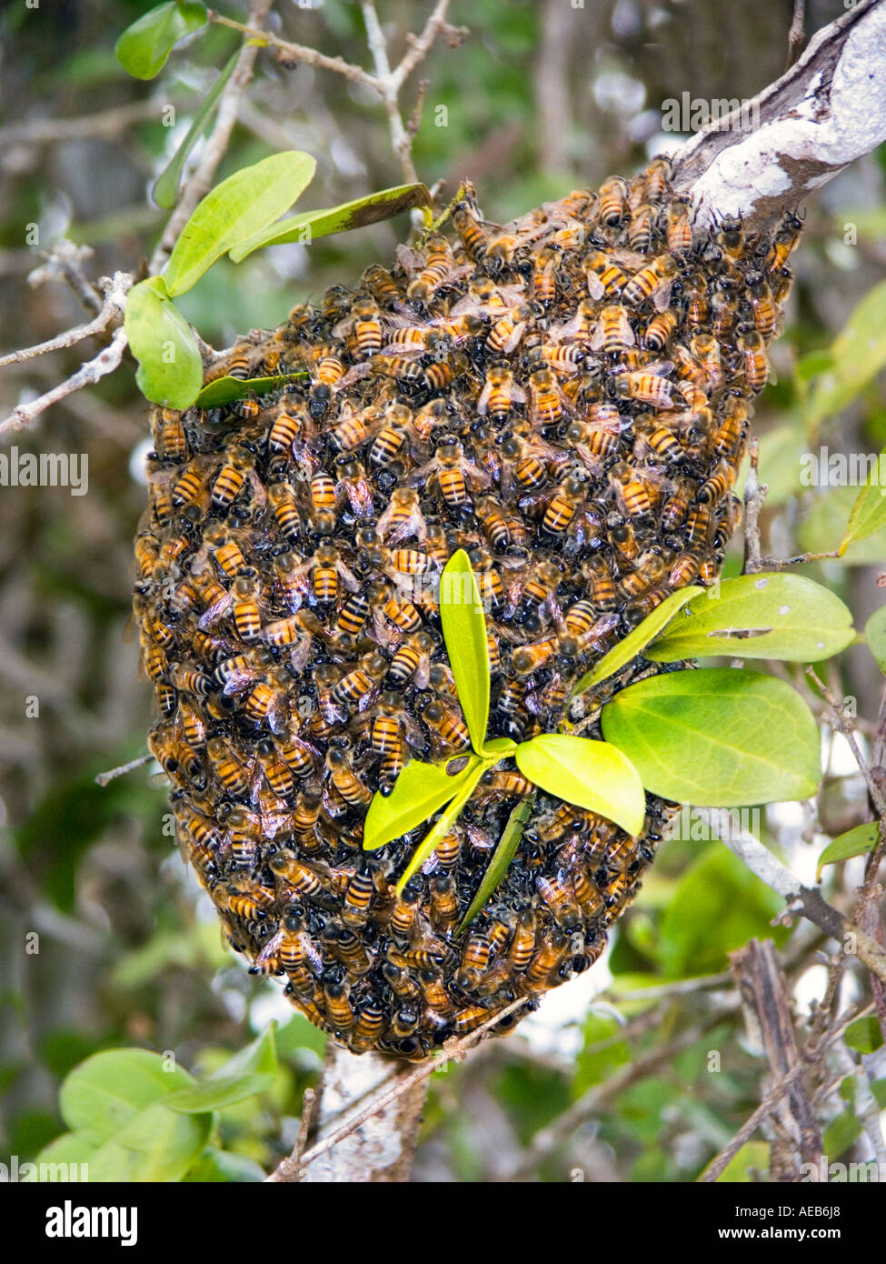 Killer Bees Stockfotos & Killer Bees Bilder - Alamy