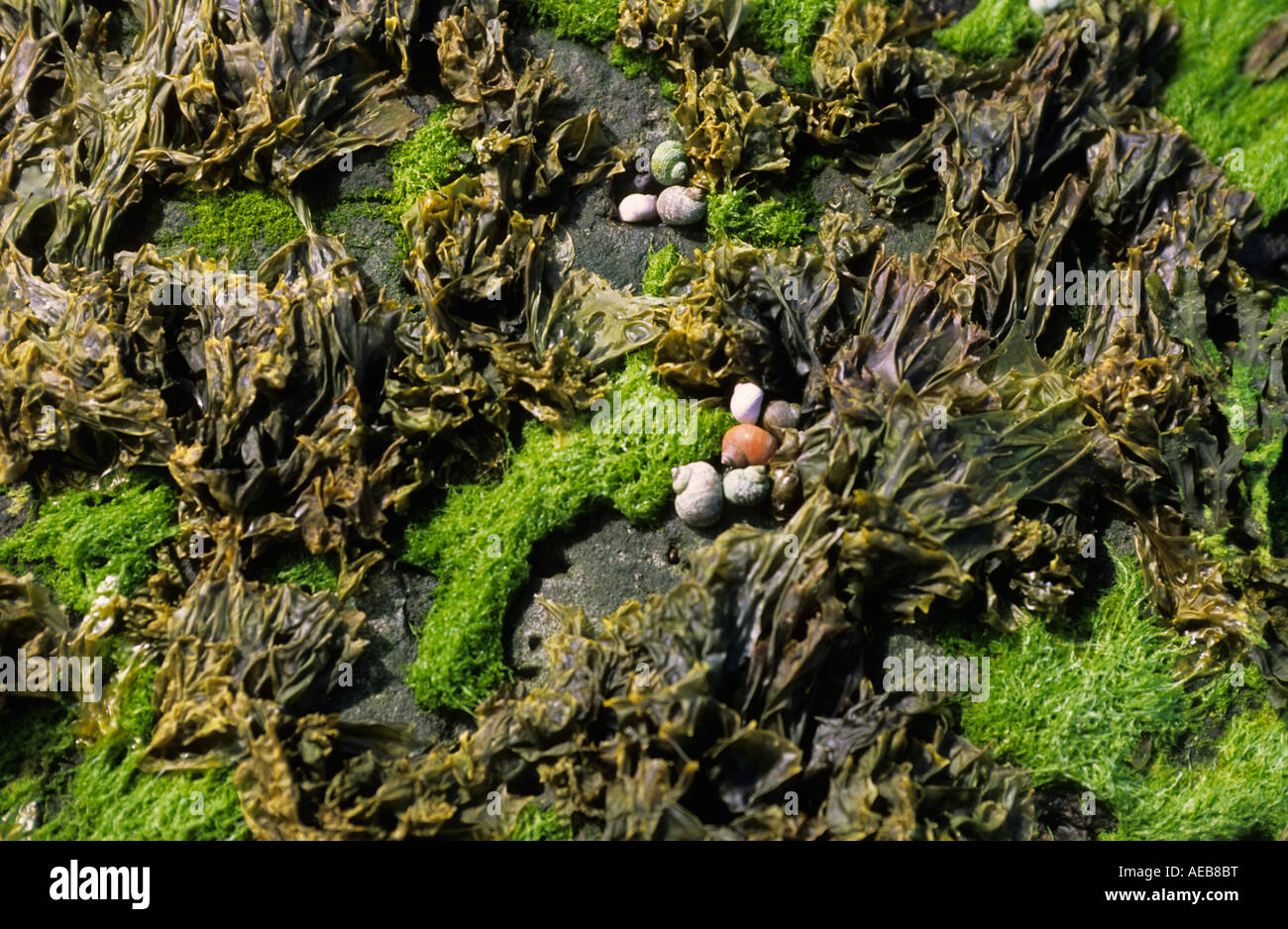 Seaweed and shells -Fotos und -Bildmaterial in hoher Auflösung – Alamy