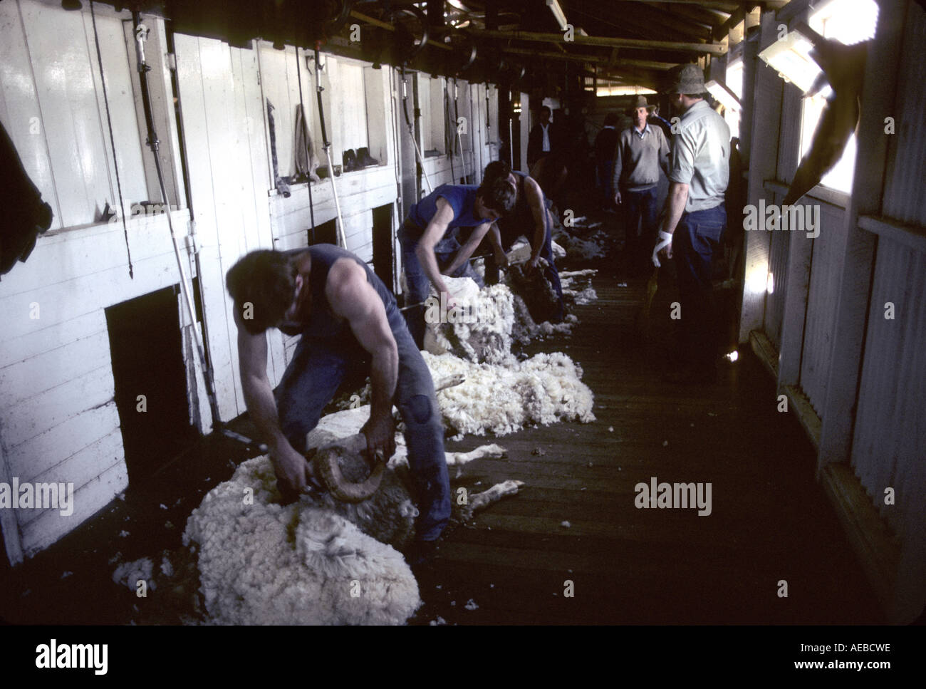 Clare shearer -Fotos und -Bildmaterial in hoher Auflösung – Alamy