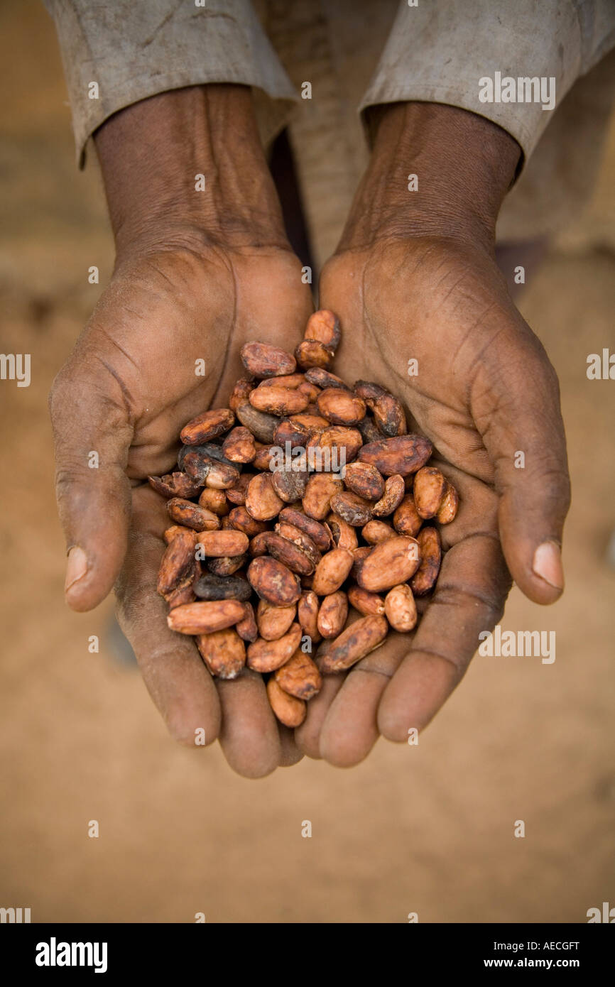 Handvoll Kakaobohnen, Ghana Stockfotografie - Alamy