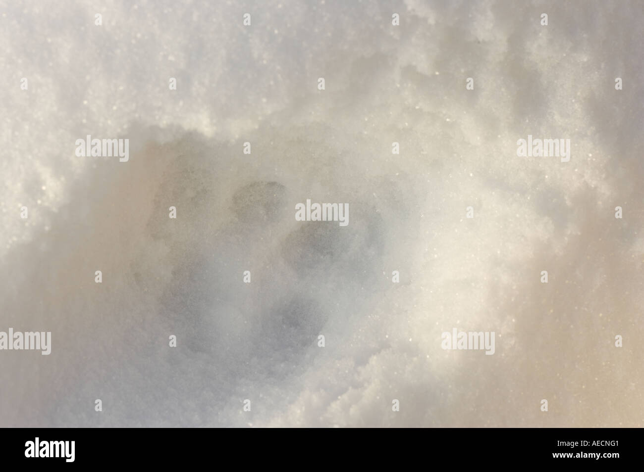 Luchs pfote -Fotos und -Bildmaterial in hoher Auflösung – Alamy