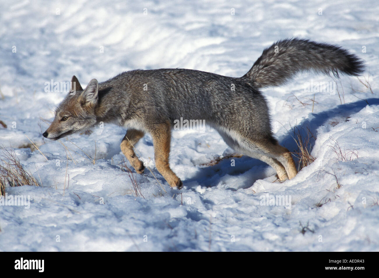 Fuchs springt im schnee -Fotos und -Bildmaterial in hoher Auflösung – Alamy