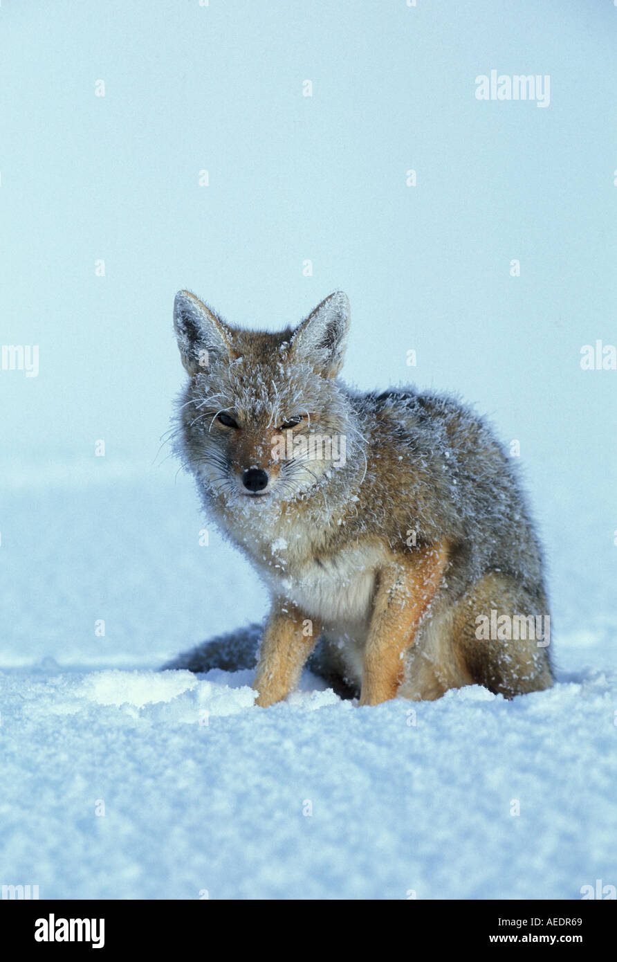 Fuchs sitzend -Fotos und -Bildmaterial in hoher Auflösung – Alamy