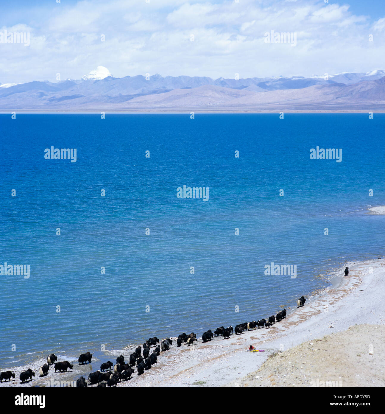 Yak hirten -Fotos und -Bildmaterial in hoher Auflösung – Alamy
