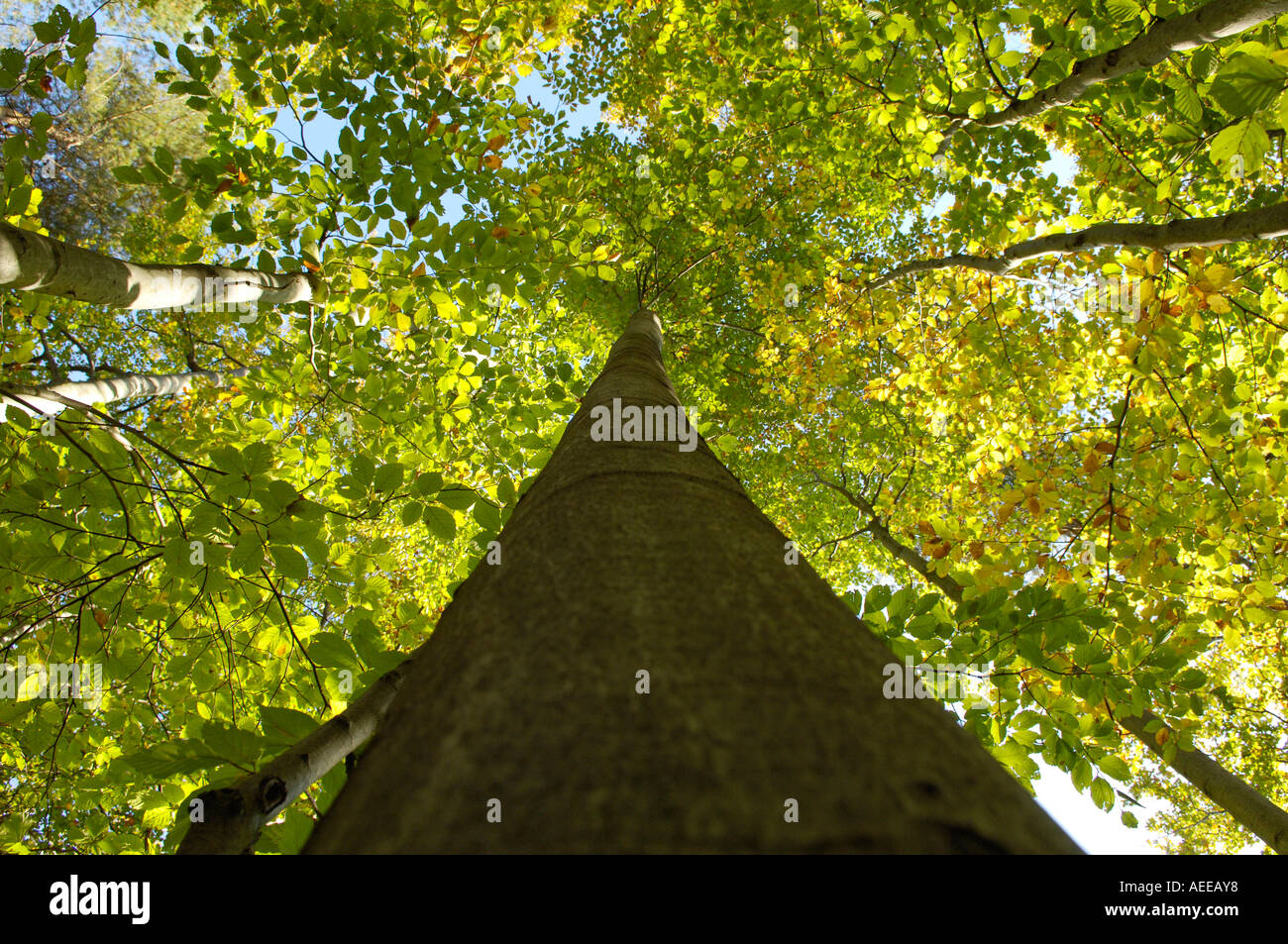 Autumn Beech Trees Worms Eye View Stockfotos und -bilder Kaufen - Alamy